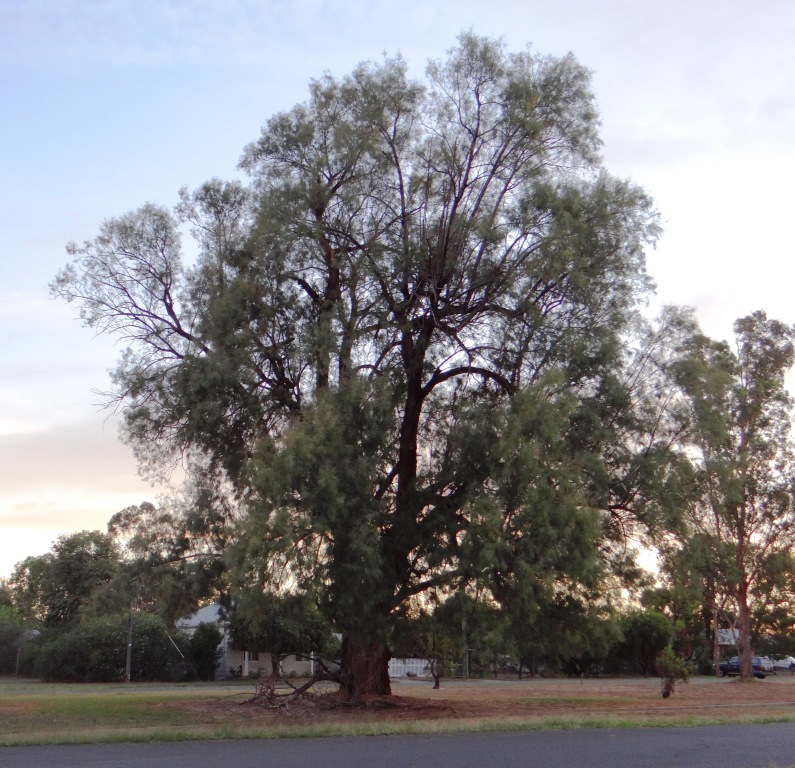 The Athel Tree – Country Horizons