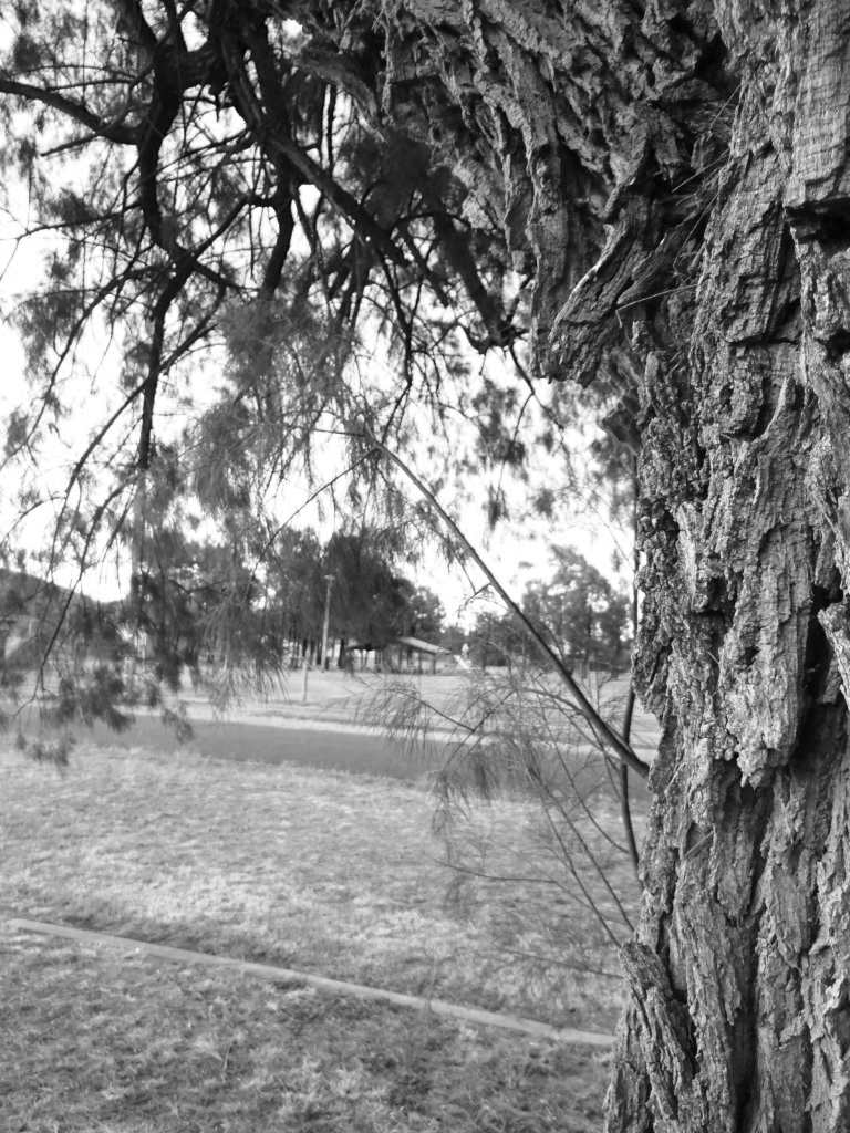 The Athel Tree – Country Horizons